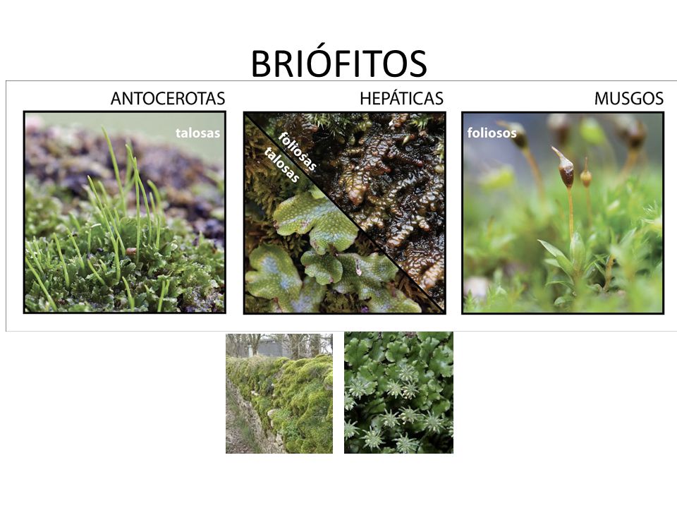 Ejemplos De Briofitas EcologíaVerde On X: "Plantas No Vasculares: